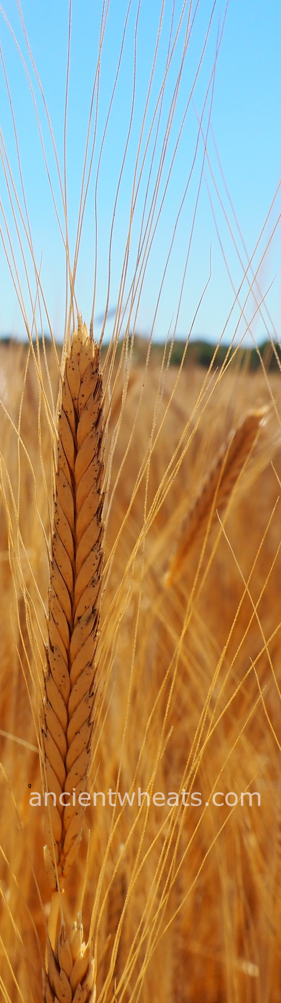 Ancient Wheats